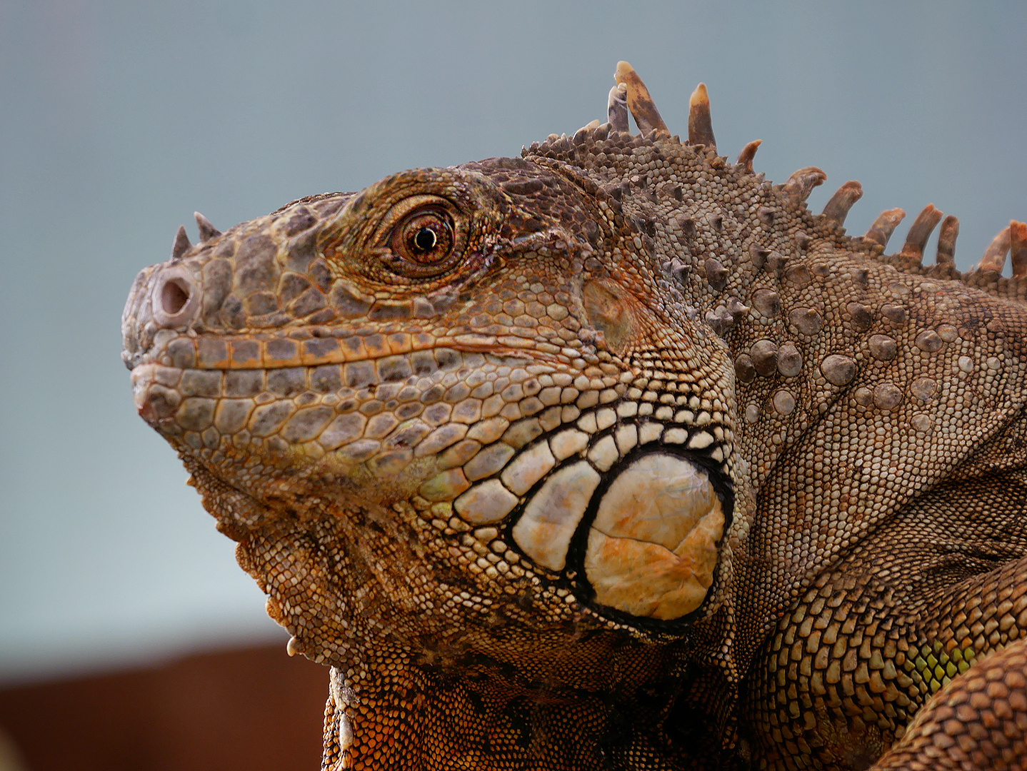 Grüner Leguan Foto & Bild | deutschland, europe, rheinland-pfalz Bilder ...
