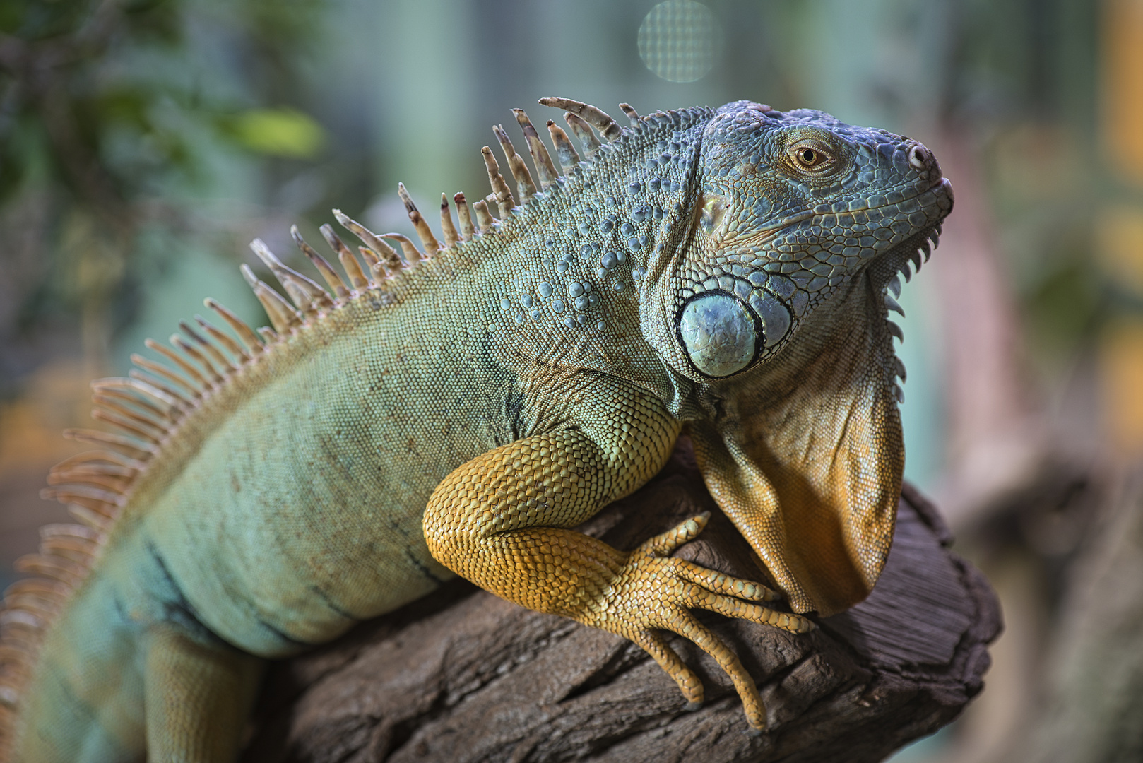 Grüner Leguan Foto & Bild | tiere, zoo, wildpark & falknerei, amphibien ...