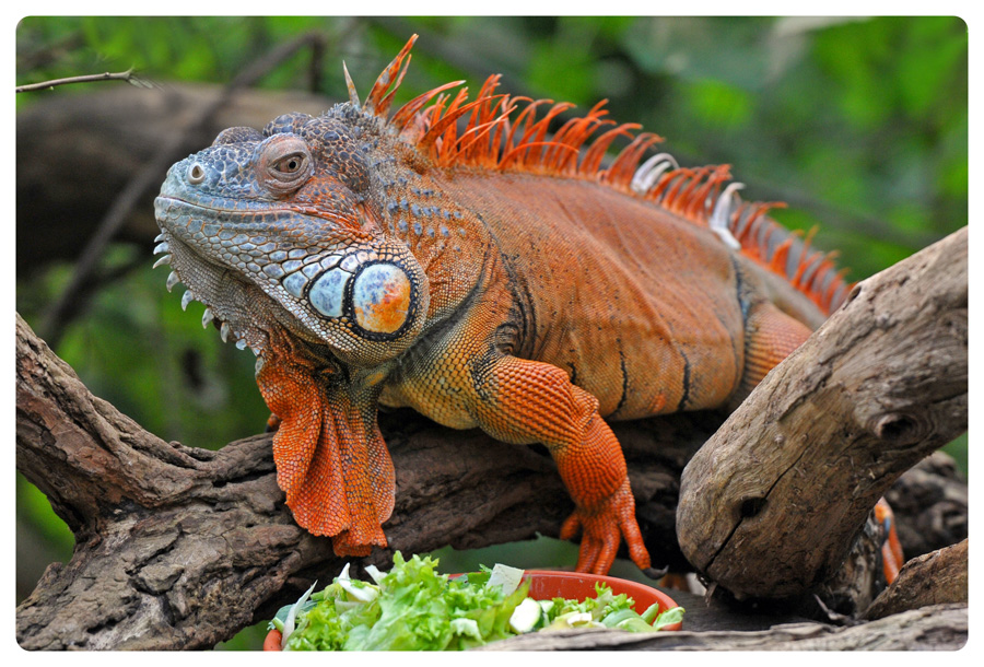 Grüner Leguan Foto & Bild | natur, tiergarten nürnberg, zoo Bilder auf ...