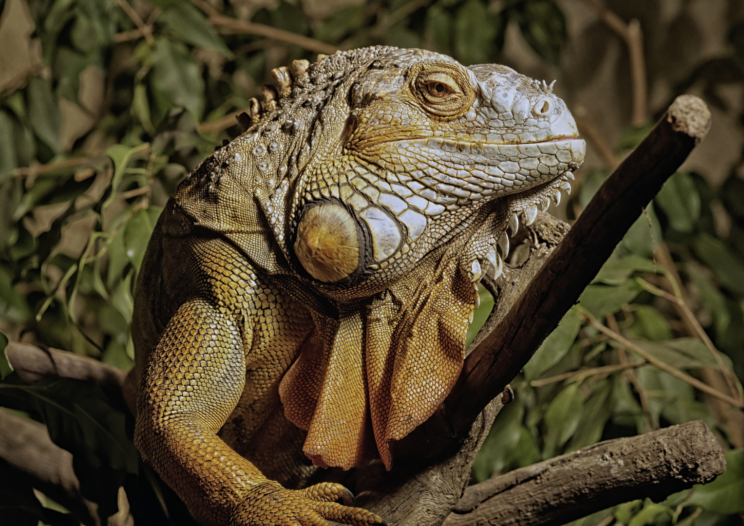 Grüner Leguan Foto & Bild | tiere, zoo, wildpark & falknerei, amphibien ...