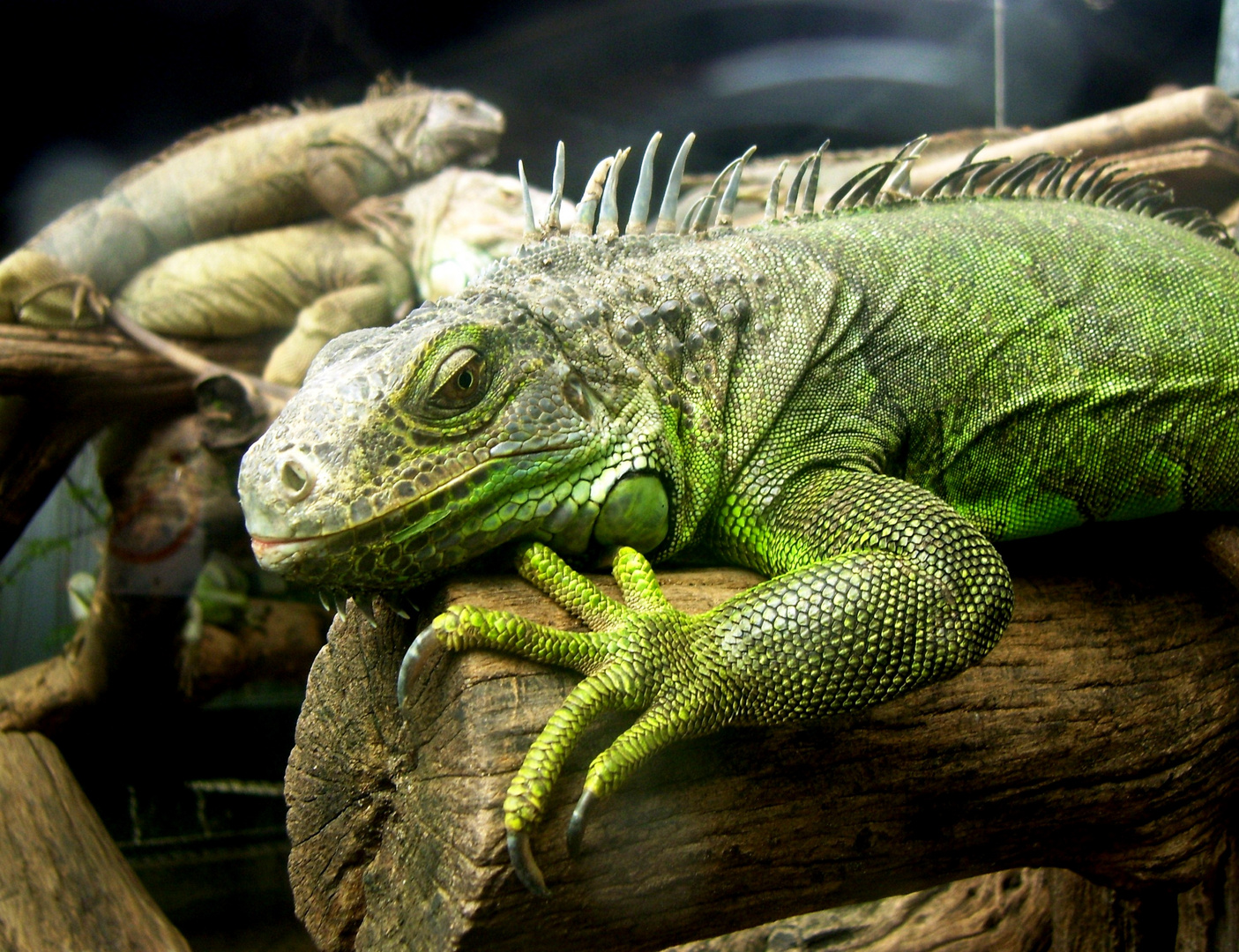 Grüner Leguan Foto & Bild | asia, thailand, southeast asia Bilder auf ...