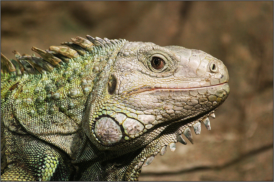 Grüner Leguan Foto & Bild | tiere, zoo, wildpark & falknerei ...