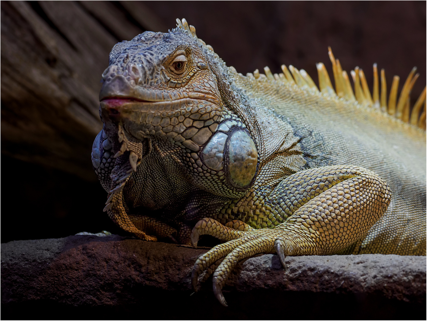 Grüner Leguan Foto & Bild | natur, liegend, porträt Bilder auf ...