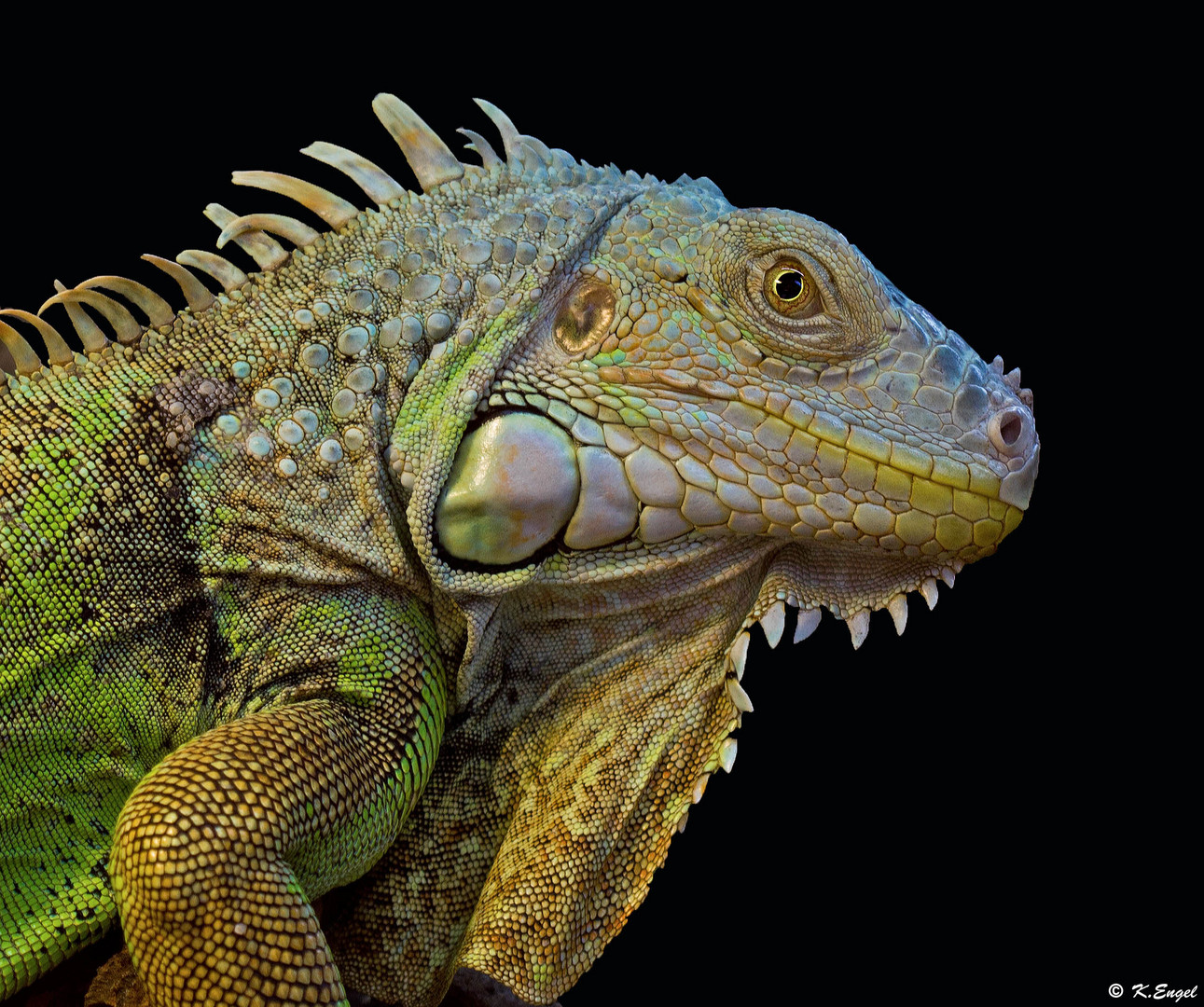 Grüner Leguan Foto & Bild | tiere, zoo, wildpark & falknerei, amphibien ...