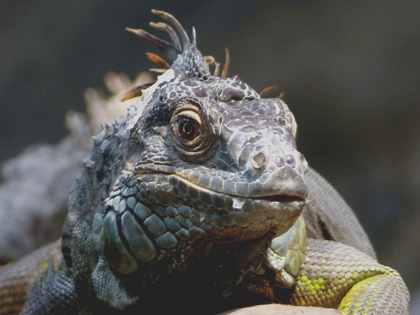 - Grüner ? Leguan - Foto & Bild | tiere, zoo, wildpark & falknerei ...