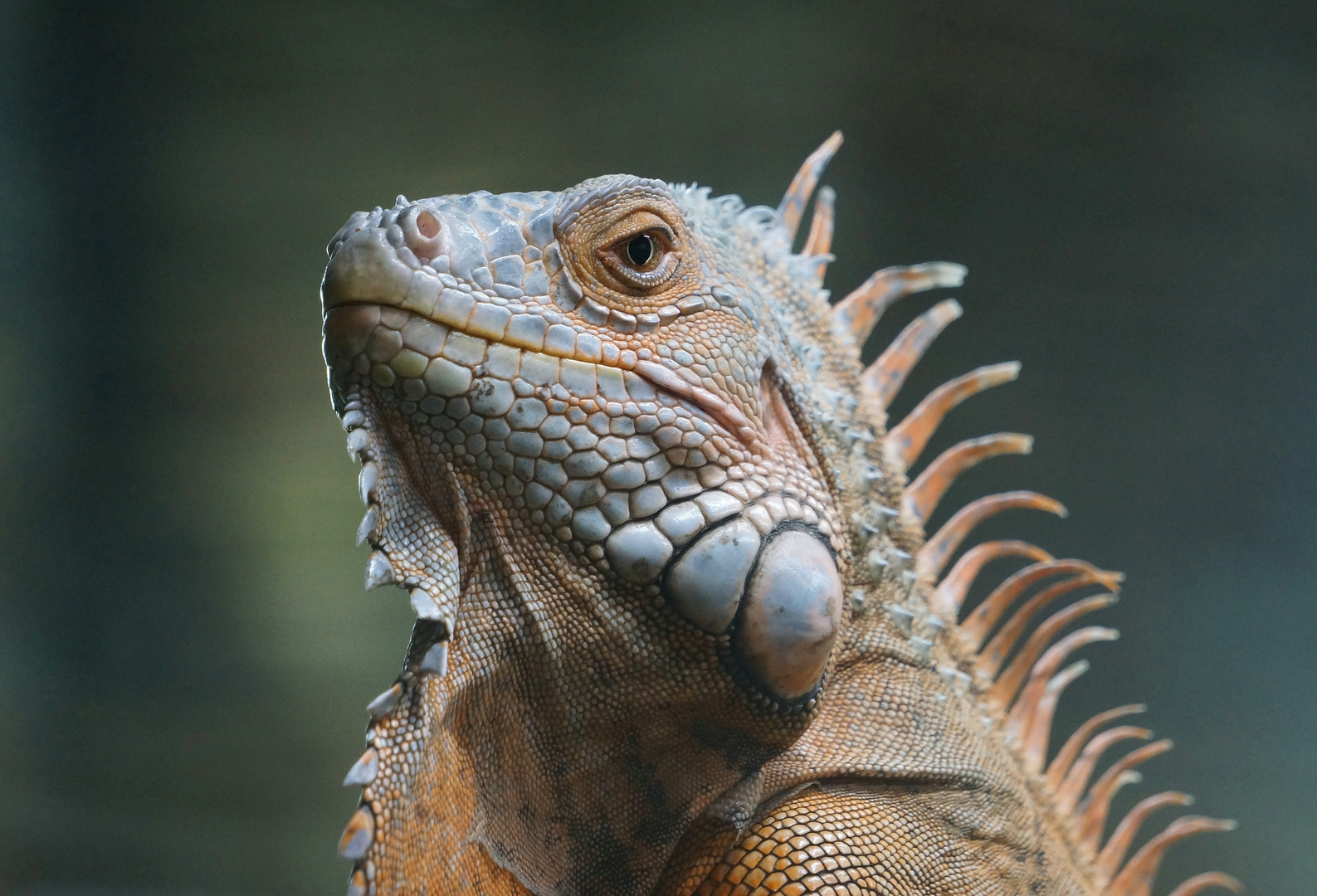 Grüner Leguan Foto & Bild | tiere, zoo, wildpark & falknerei, amphibien ...