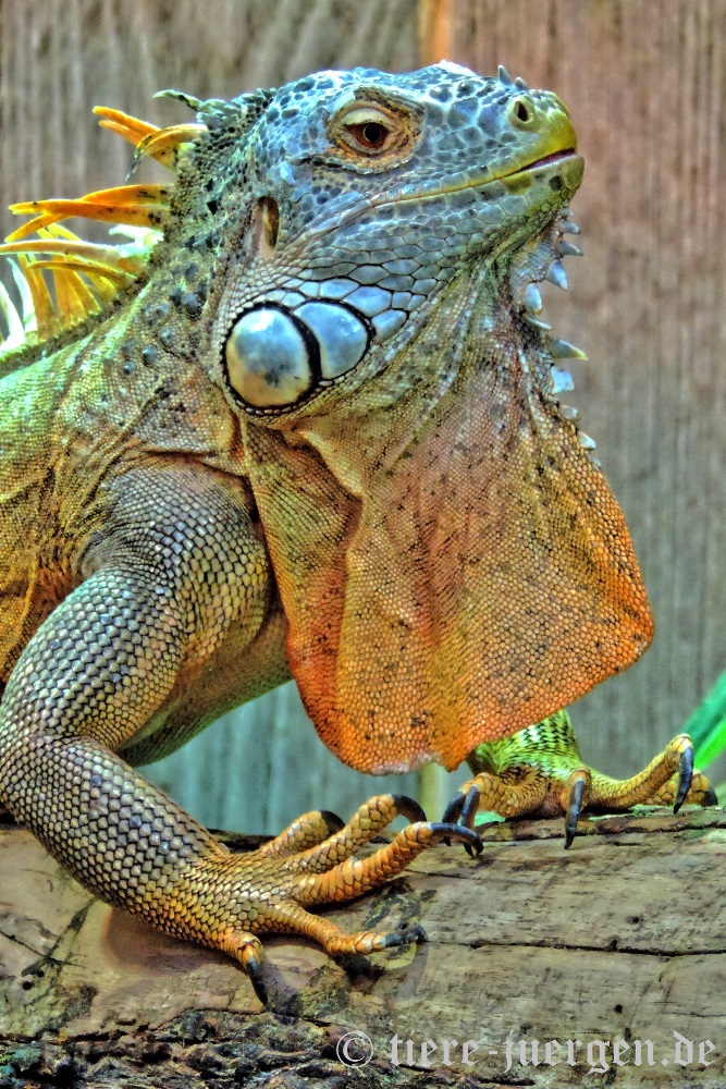 Grüner Leguan Foto & Bild | natur, tiere, wildlife Bilder auf fotocommunity