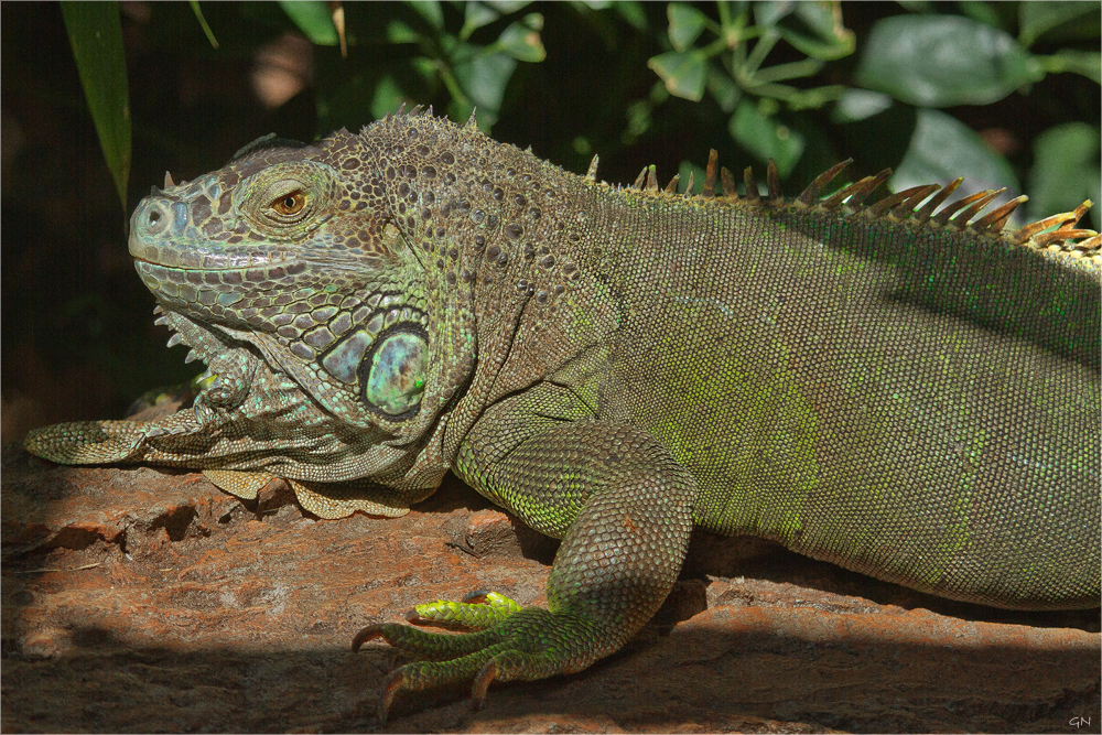 Grüner Leguan (Iguana iguana) Foto & Bild | europe, canary islands die ...