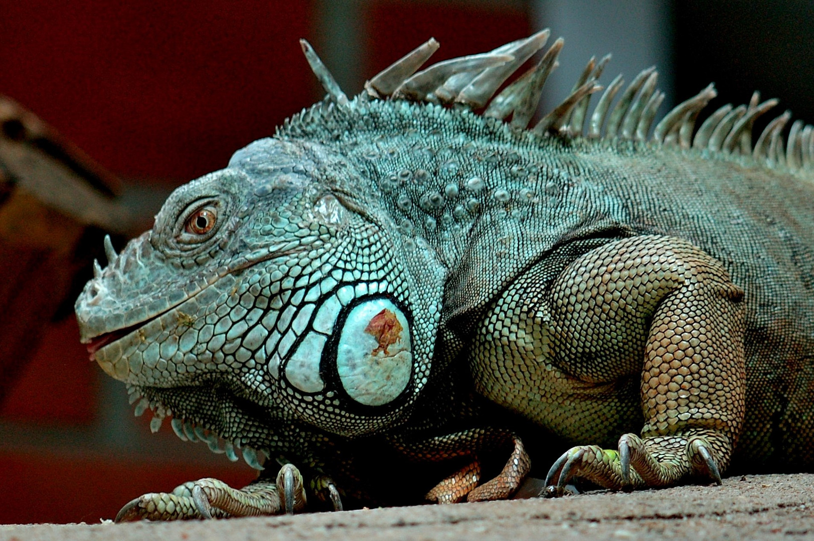 grüner Leguan- Männchen - Foto & Bild | natur, tiere, wildlife Bilder ...
