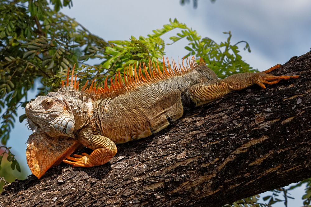 Grüner Leguan_23 Foto & Bild | world, natur, tiere Bilder auf fotocommunity