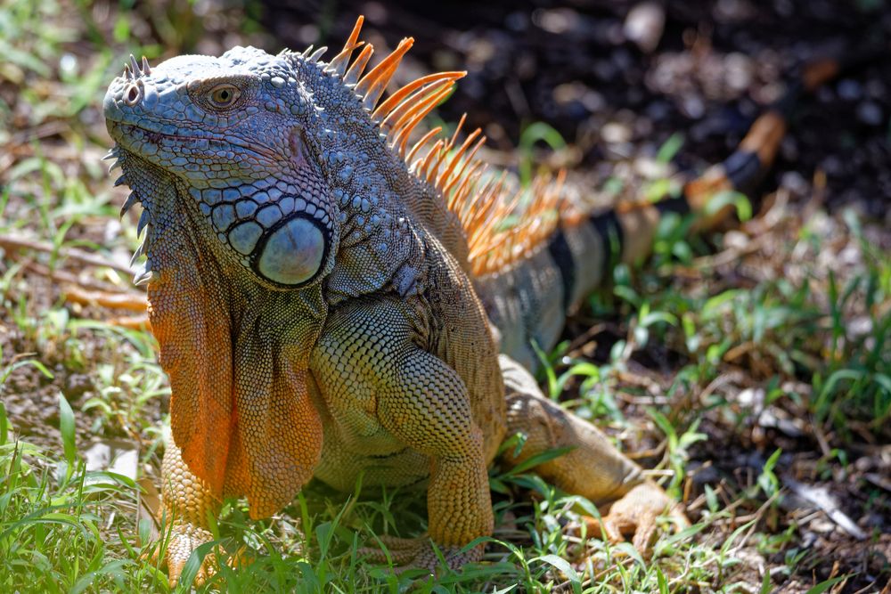 Grüner Leguan_35 Foto & Bild | north america, central america, tiere ...