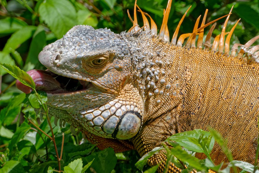 Grüner Leguan_6 Foto & Bild | world, natur, tiere Bilder auf fotocommunity