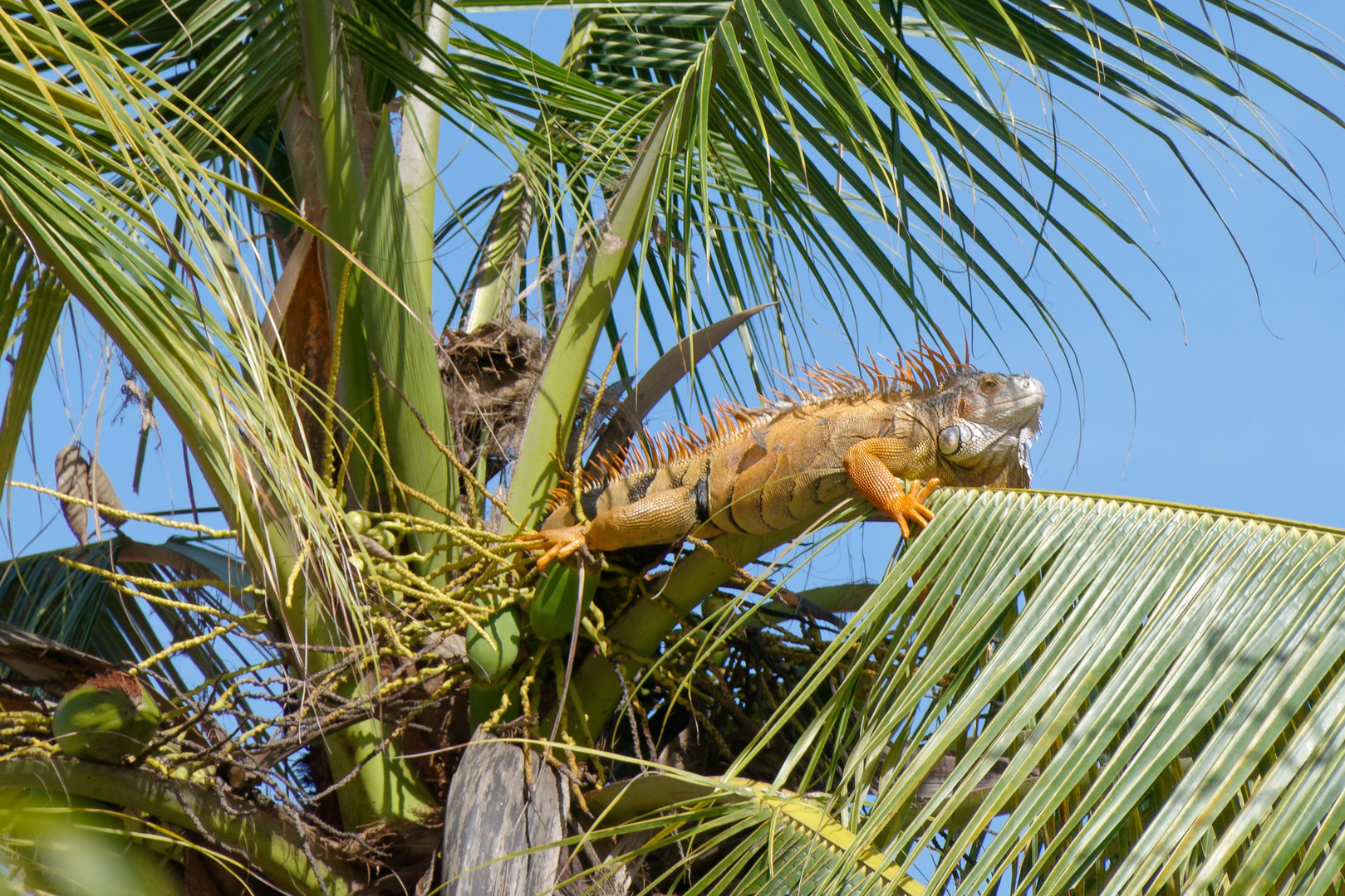 Grüner Leguan_9 Foto & Bild | world, natur, tiere Bilder auf fotocommunity