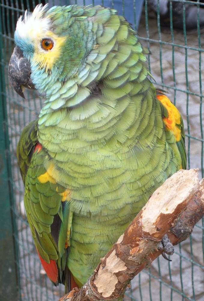 grüner Papagei Foto & Bild | tiere, zoo, wildpark & falknerei, vögel ...