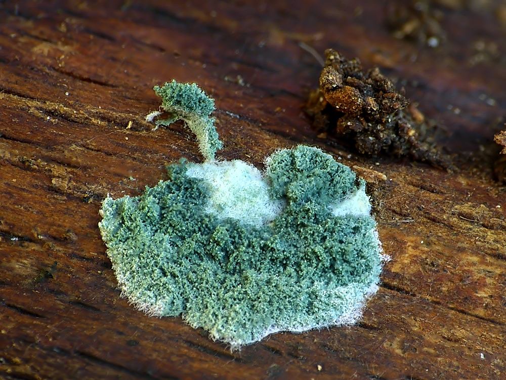 Grüner Schleimer #2 Foto & Bild | vergleichs- aufnahme Bilder auf ...