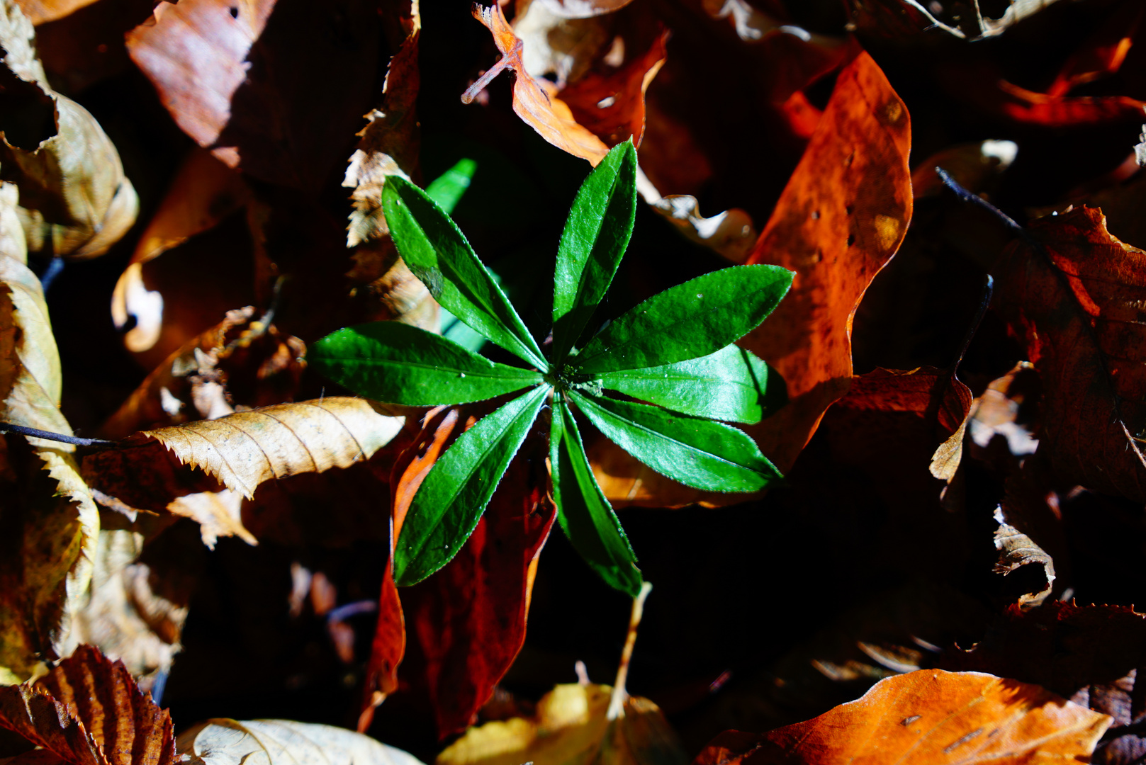 Grüner Stern Foto & Bild | bäume, baum, grün Bilder auf fotocommunity