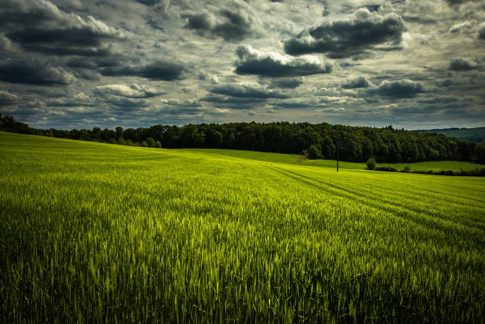 Grünes Kornfeld Foto & Bild | landschaft, Äcker, felder & wiesen, bäume Bilder auf fotocommunity