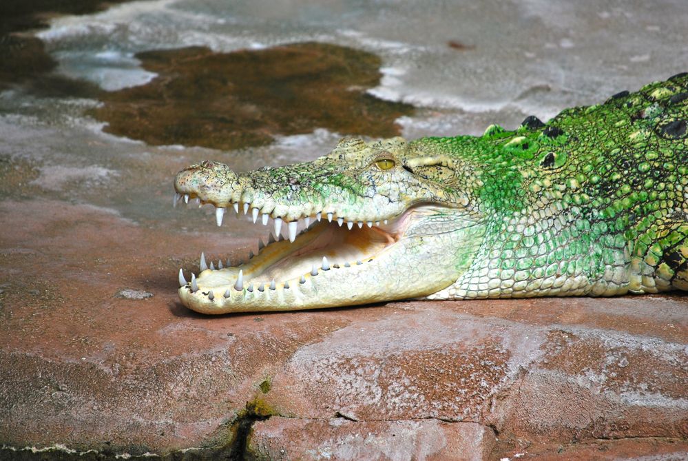 Grünes Kroko Foto & Bild | tiere, zoo, wildpark & falknerei, amphibien ...