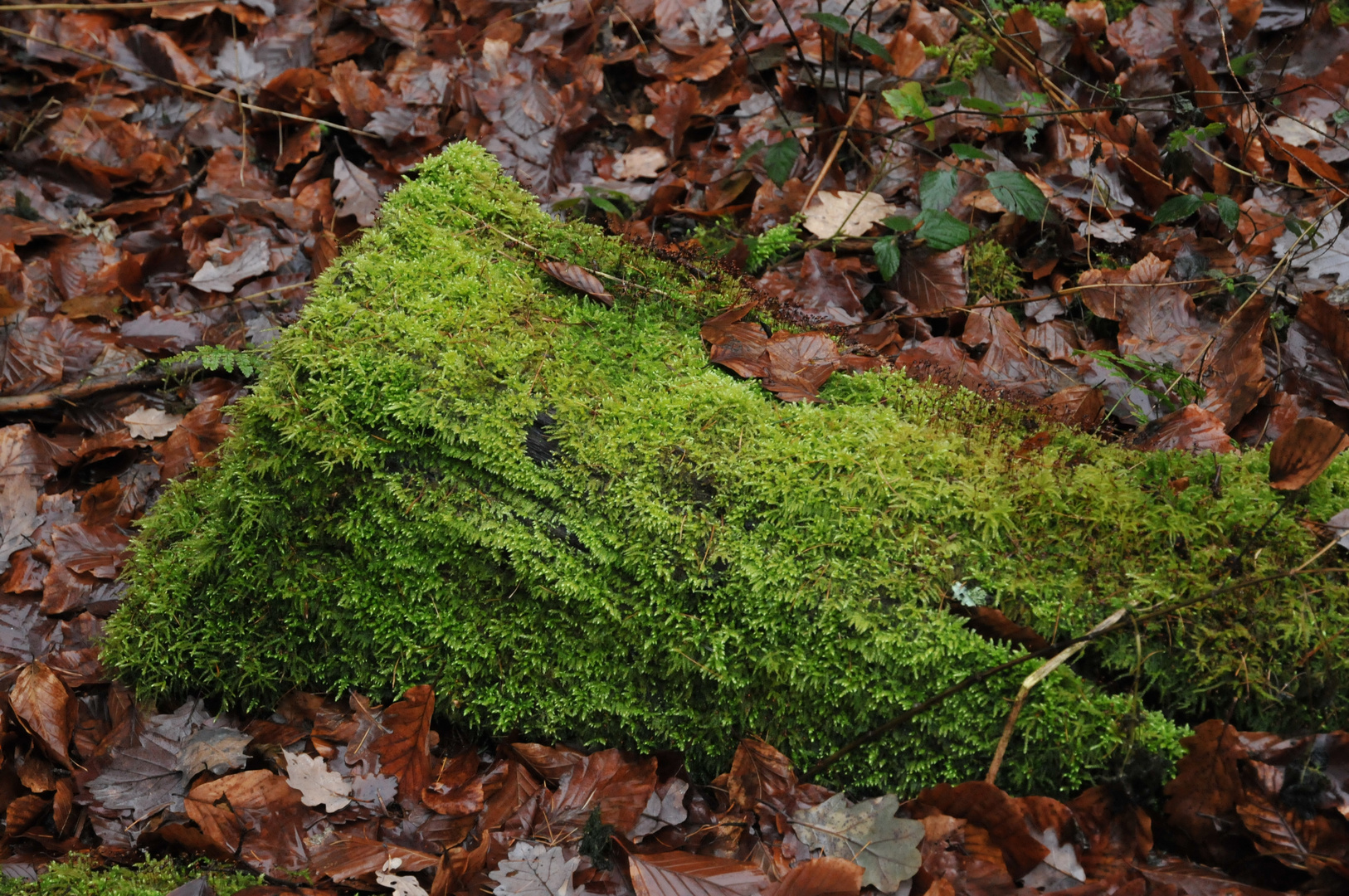 Grünes Moos auf einen morschen Holz Foto & Bild | landschaft, wald ...