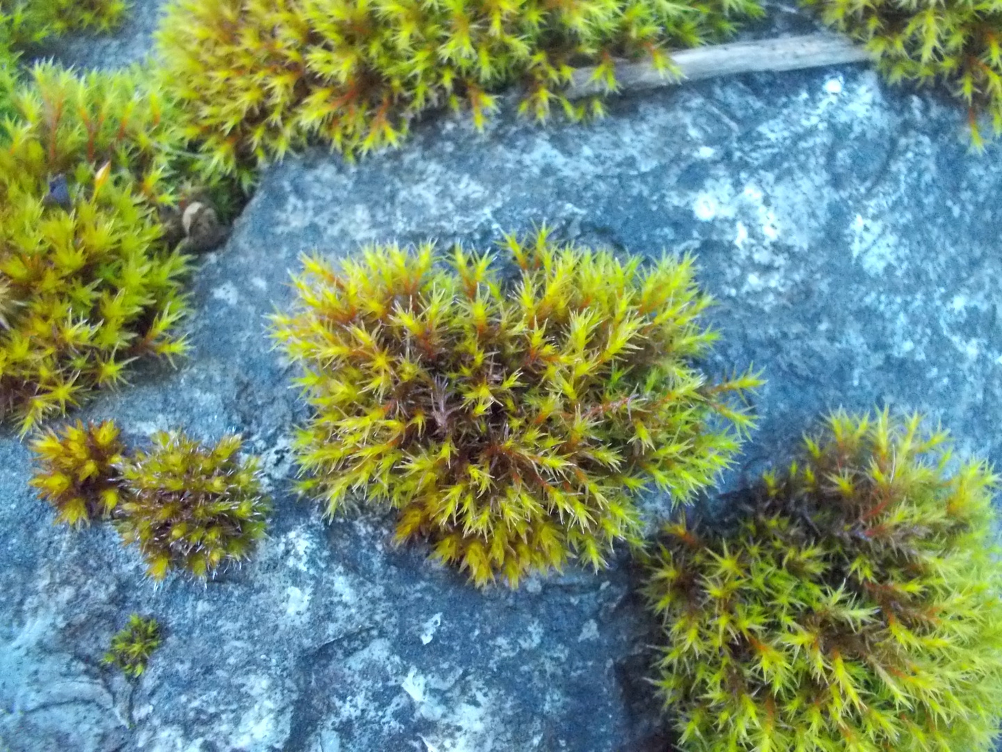 Grünes Moos Foto & Bild | pflanzen, pilze & flechten, moose & farne ...