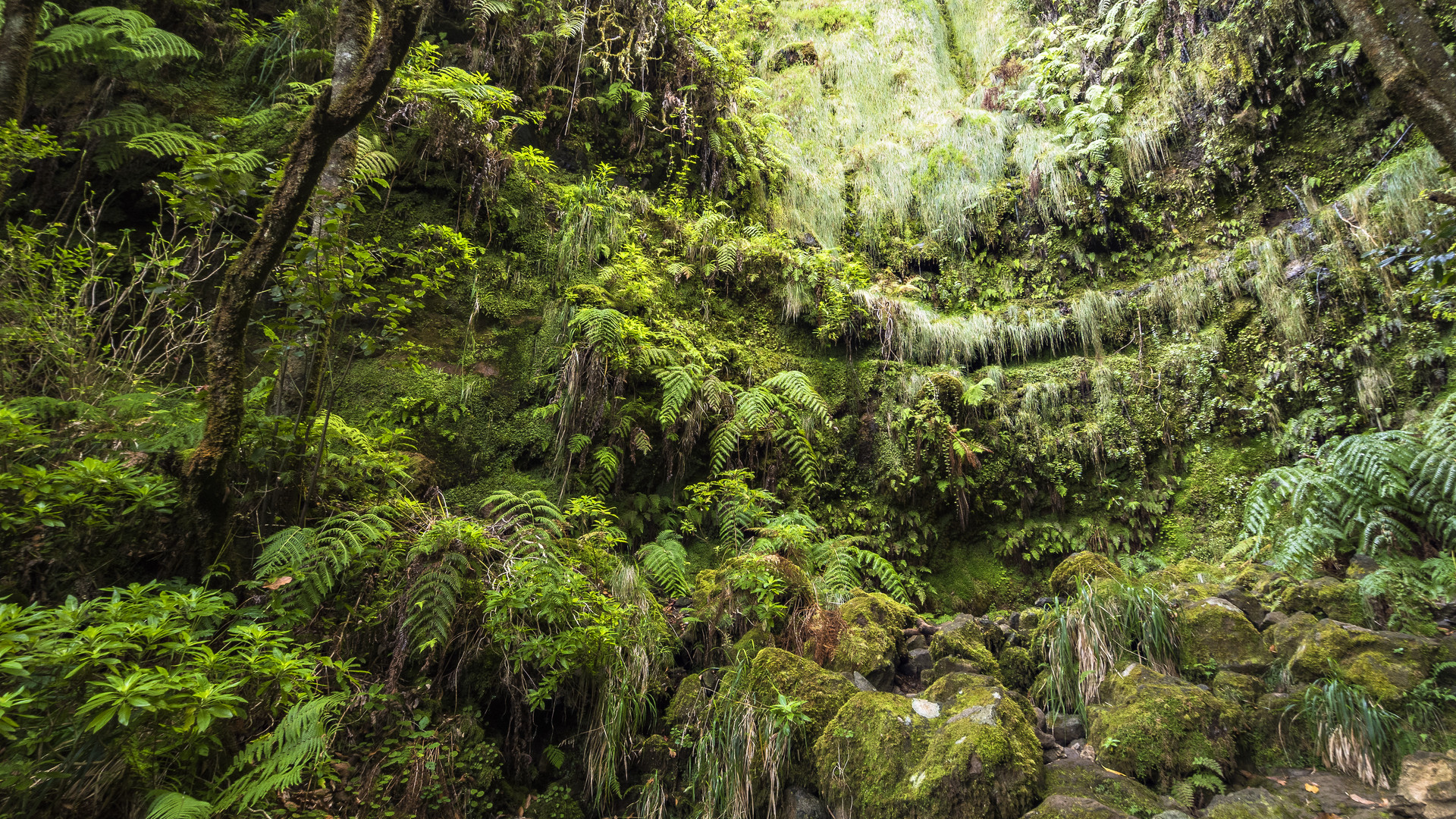 Grünes Paradies Foto & Bild | world, natur, landschaft Bilder auf ...