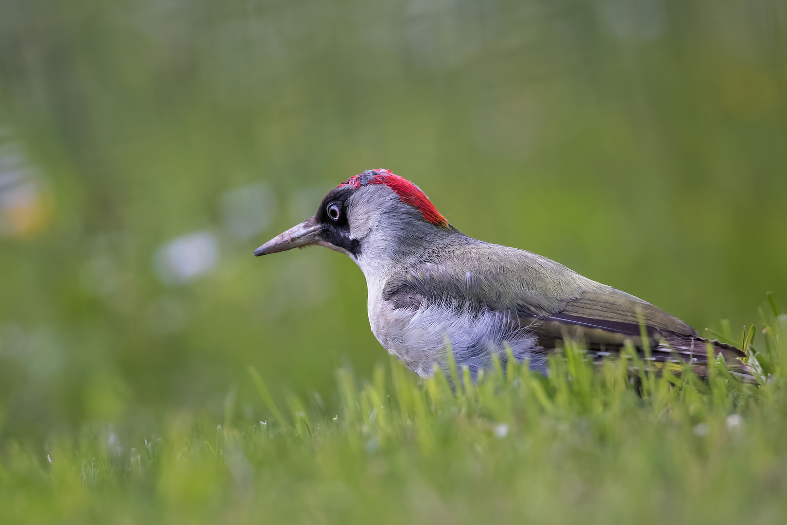 Grünspecht Foto & Bild | tiere, wildlife, wild lebende vögel Bilder auf ...