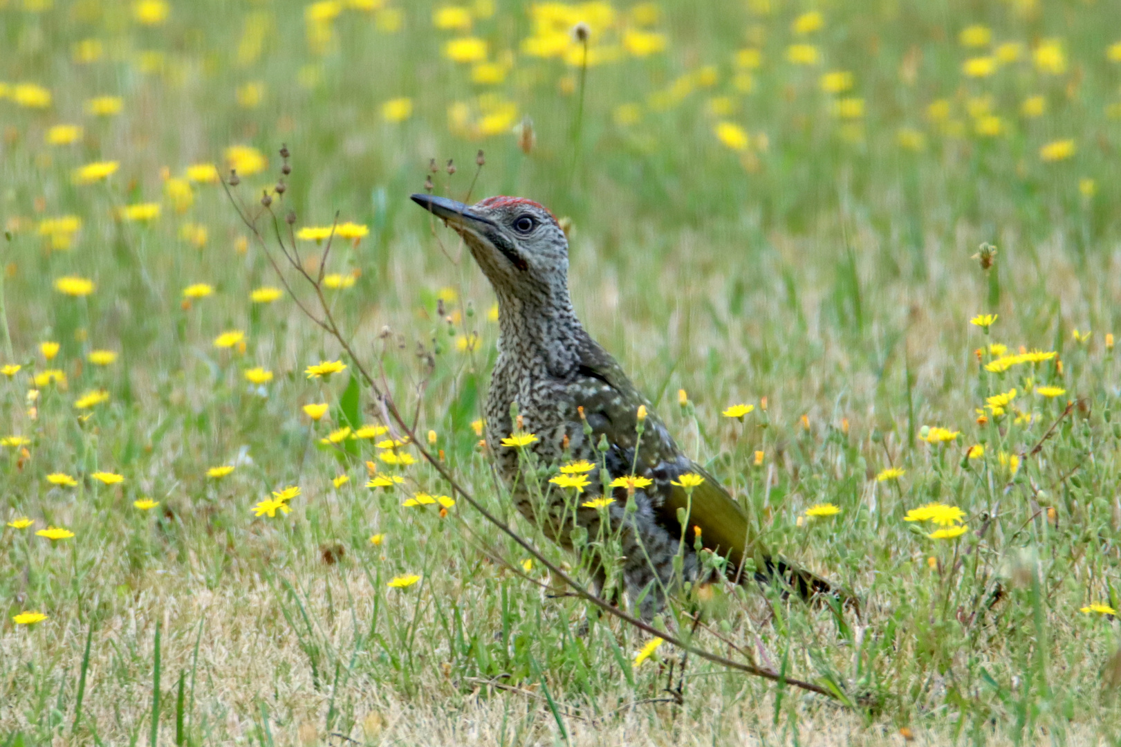 Grünspecht ... Foto & Bild | natur, tiere, wildlife Bilder auf ...