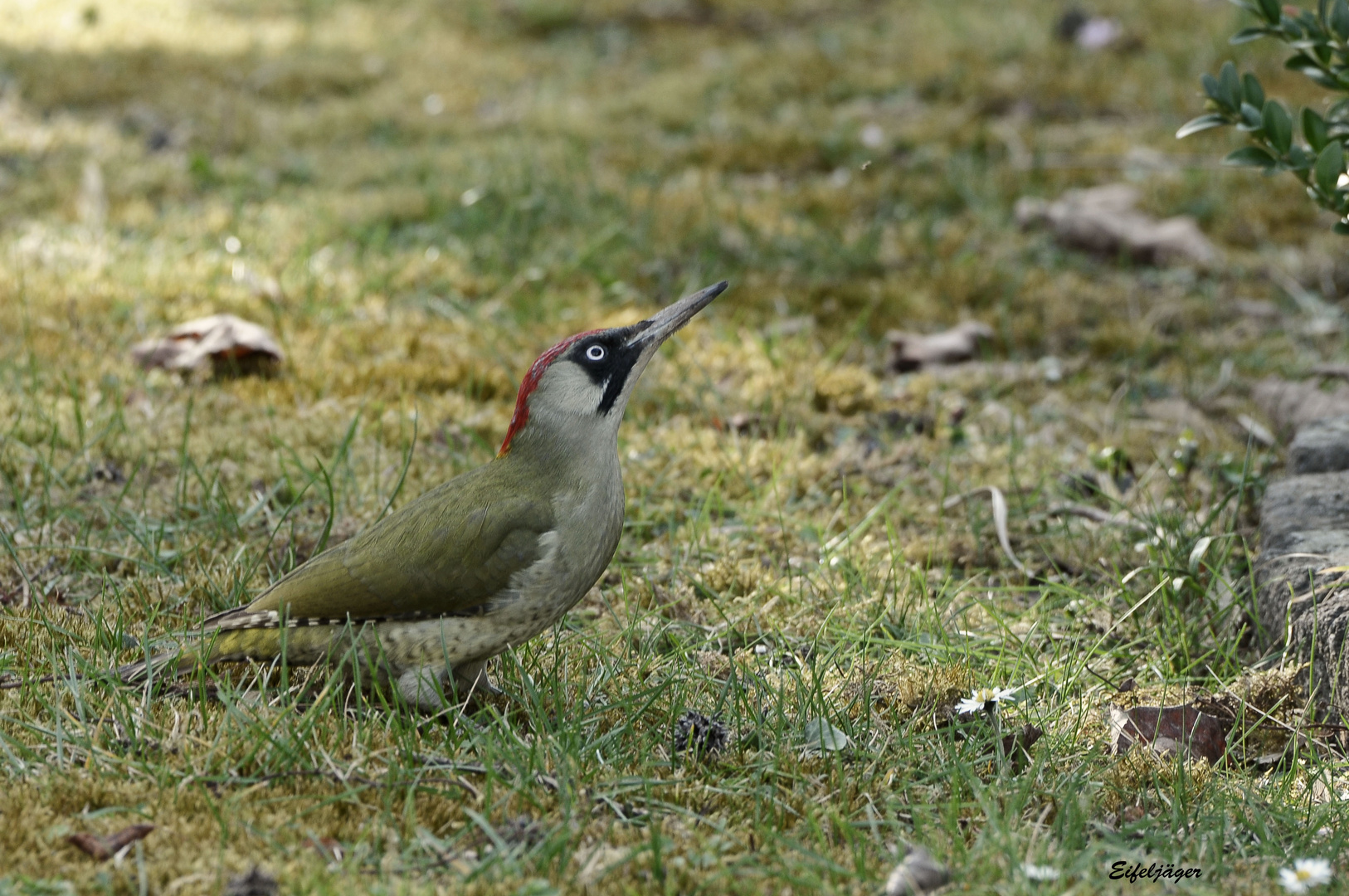 GRÜNSPECHT ERDSPECHT Foto & Bild | tiere, wildlife, wild lebende vögel ...