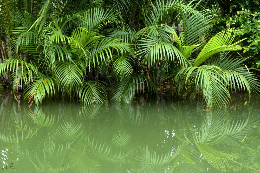 Grünzeug Foto & Bild | projekte, dienstag ist spiegeltag, gespiegeltes ...