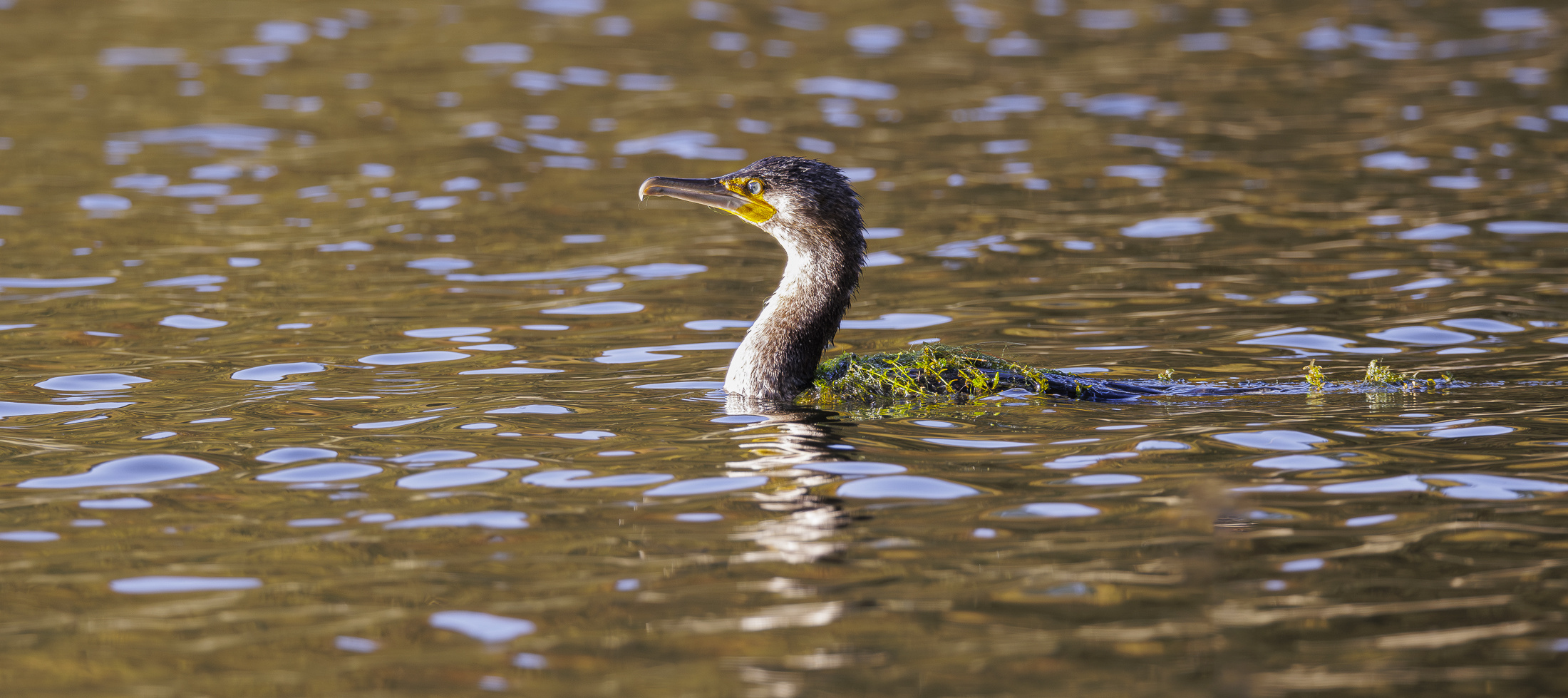 Grünzeug Foto & Bild | natur, see, tiere Bilder auf fotocommunity