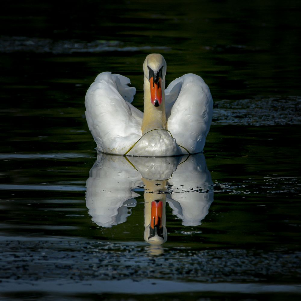Grünzeug Foto & Bild | deutschland, europe, nordrhein- westfalen Bilder ...