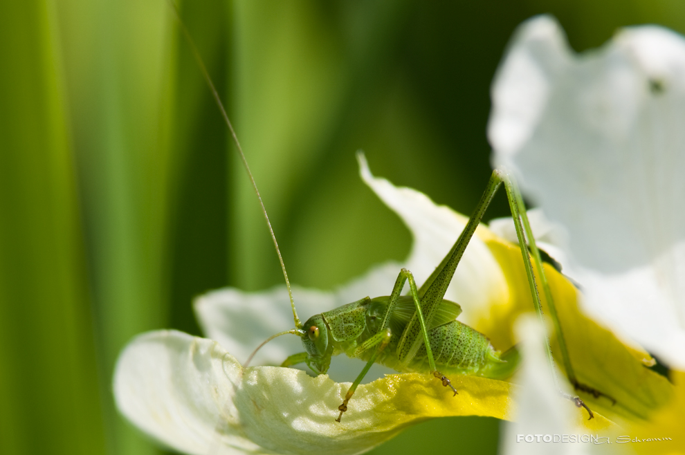 Grünzeug Foto & Bild | tiere, wildlife, insekten Bilder auf fotocommunity