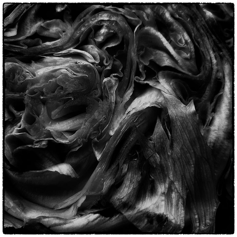 Grünzeug Foto & Bild | projekte, monochrom, bearbeitungs - techniken Bilder auf fotocommunity