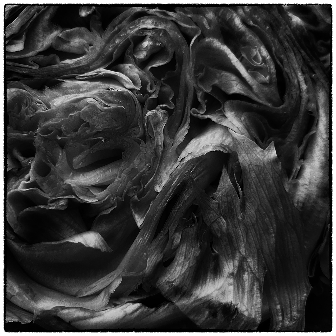 Grünzeug Foto & Bild | projekte, monochrom, bearbeitungs - techniken Bilder auf fotocommunity