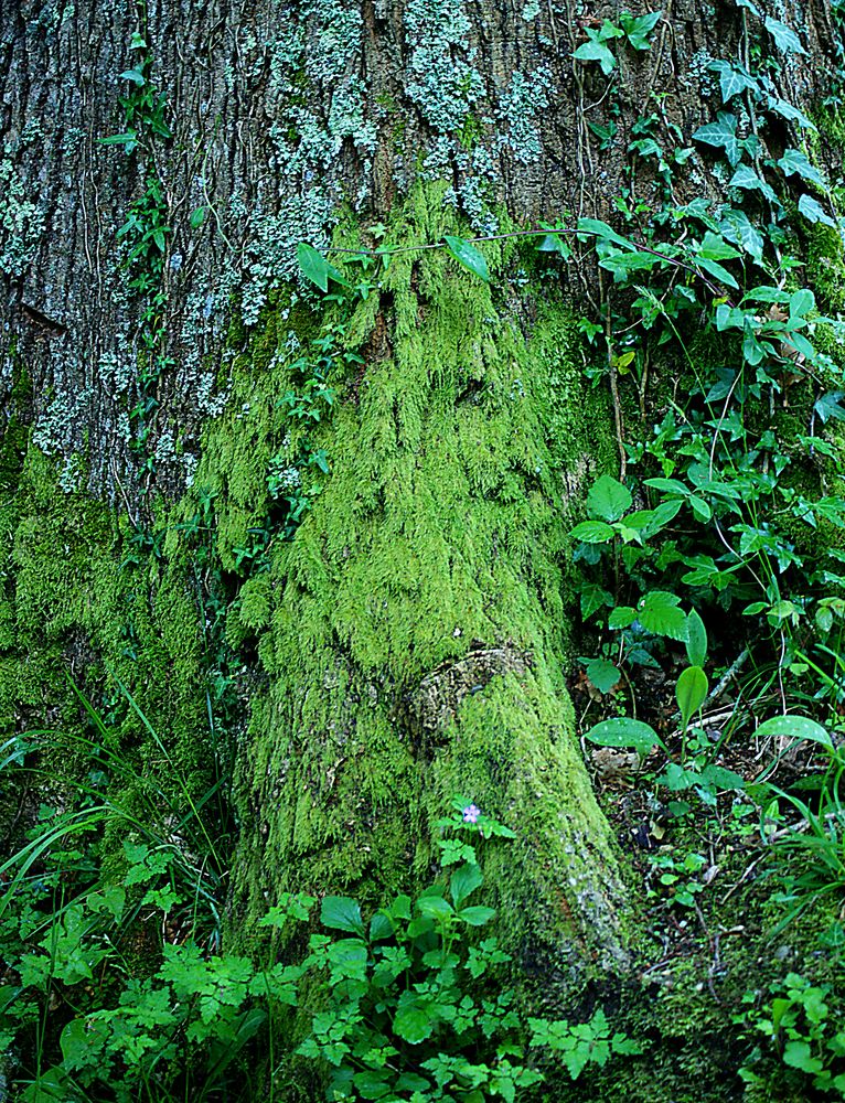 Grünzeug Foto & Bild | europe, canary islands die kanaren, spain Bilder ...