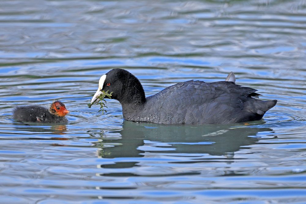 Grünzeug... Foto & Bild | deutschland, europe, bayern Bilder auf ...