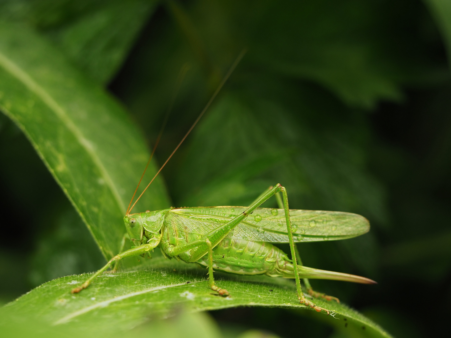 "Grün.Zeug." Foto & Bild | tiere, wildlife, insekten Bilder auf ...