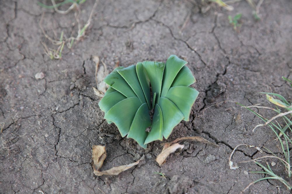 Grünzeug Foto & Bild | africa, eastern africa, kenya Bilder auf ...