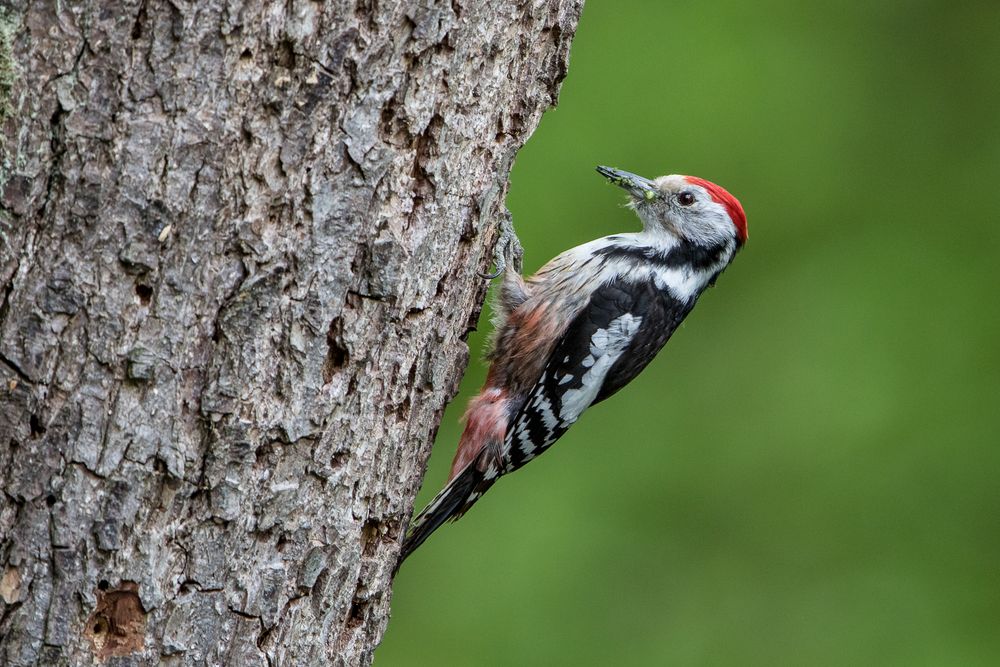 "Grünzeug"... Foto & Bild | tiere, wildlife, wild lebende vögel Bilder ...