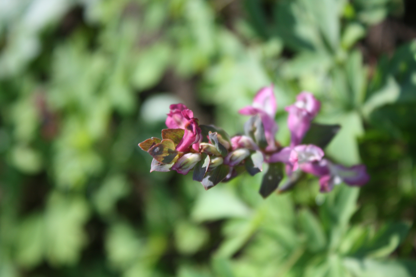 Grünzeug Foto & Bild | pflanzen, pilze & flechten, blüten ...