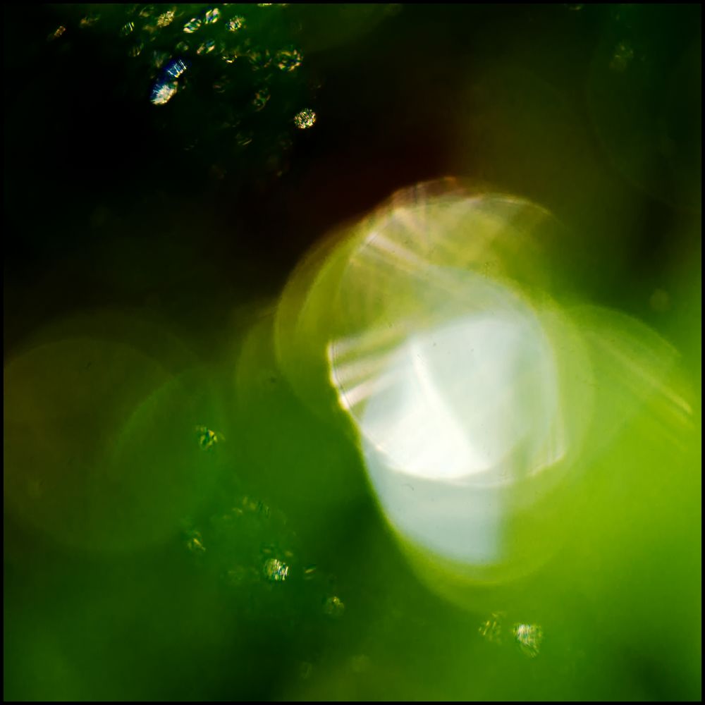 Grünzeug I Foto & Bild | grün, licht, natur Bilder auf fotocommunity