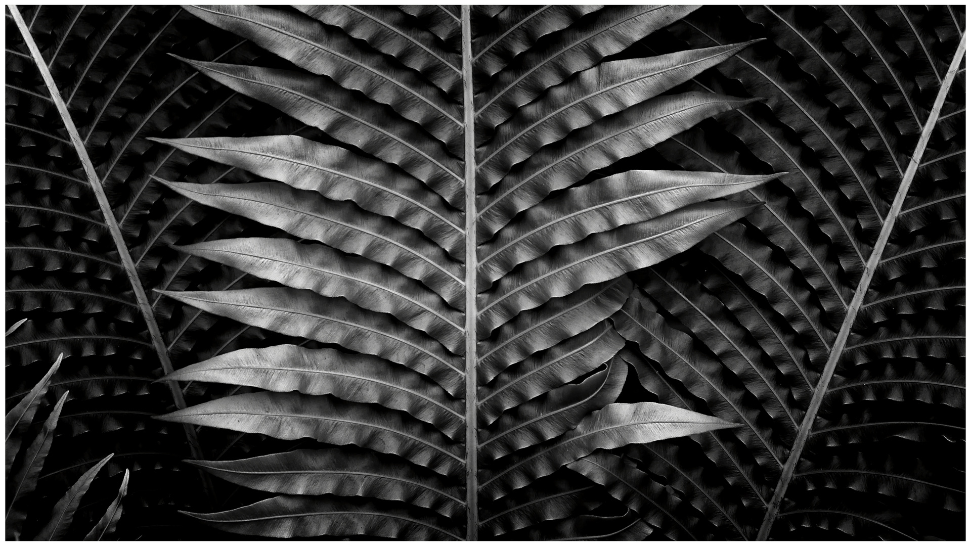 Grünzeug in Schwarzweiß Foto & Bild | pflanzen, pilze & flechten, projekte, natur-kreativ Bilder ...