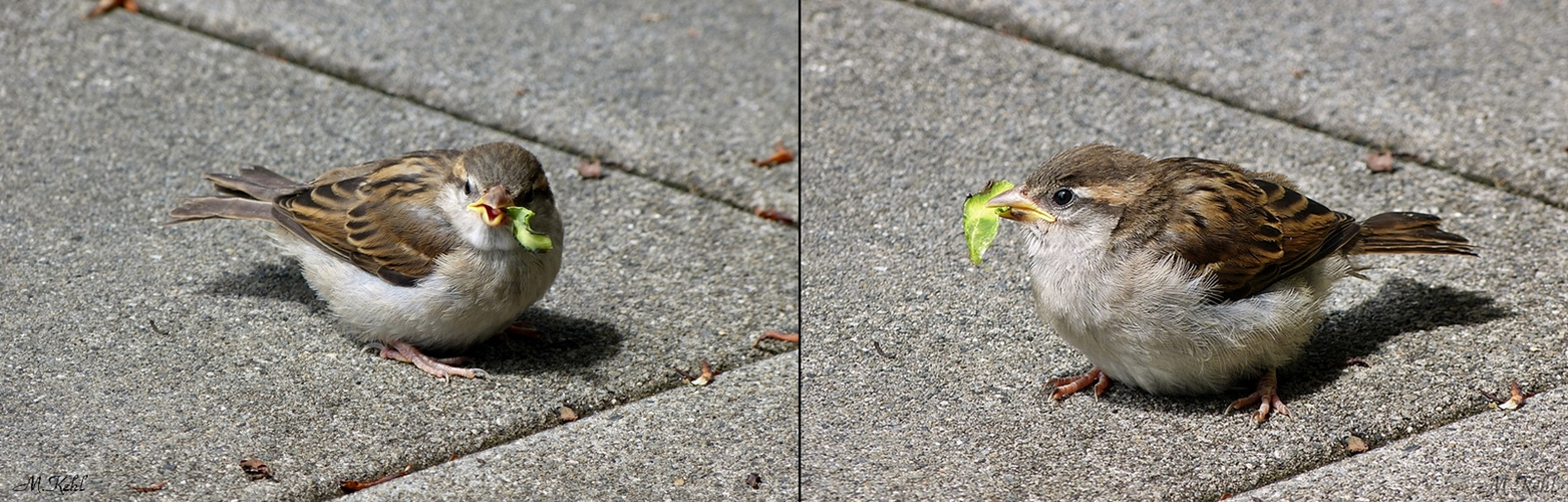 Grünzeug soll doch so gesund sein .... Foto & Bild | tiere, wildlife ...