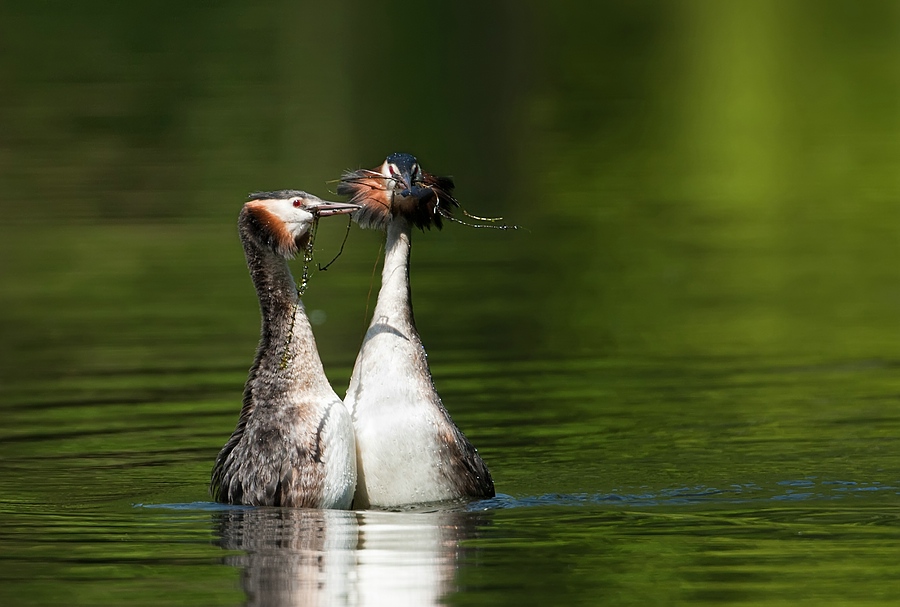 Grünzeug, wo bleibt das Sushi? Foto & Bild | tiere, wildlife, wild ...