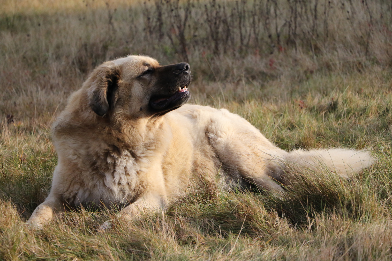 Gruess die Sonne Foto & Bild | tiere, haustiere, hunde Bilder auf ...