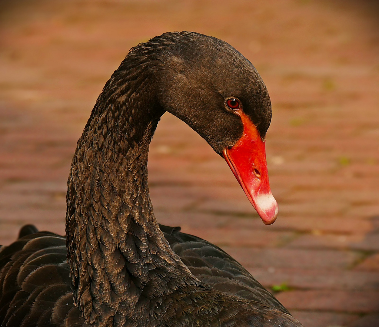 Grufti! Foto & Bild | tiere, zoo, wildpark & falknerei, vögel Bilder ...