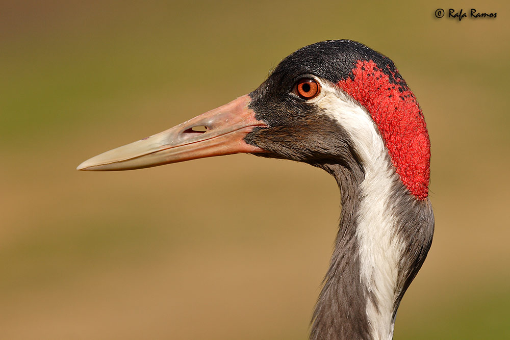 Grulla Imagen & Foto | animales, aves, naturaleza Fotos de fotocommunity