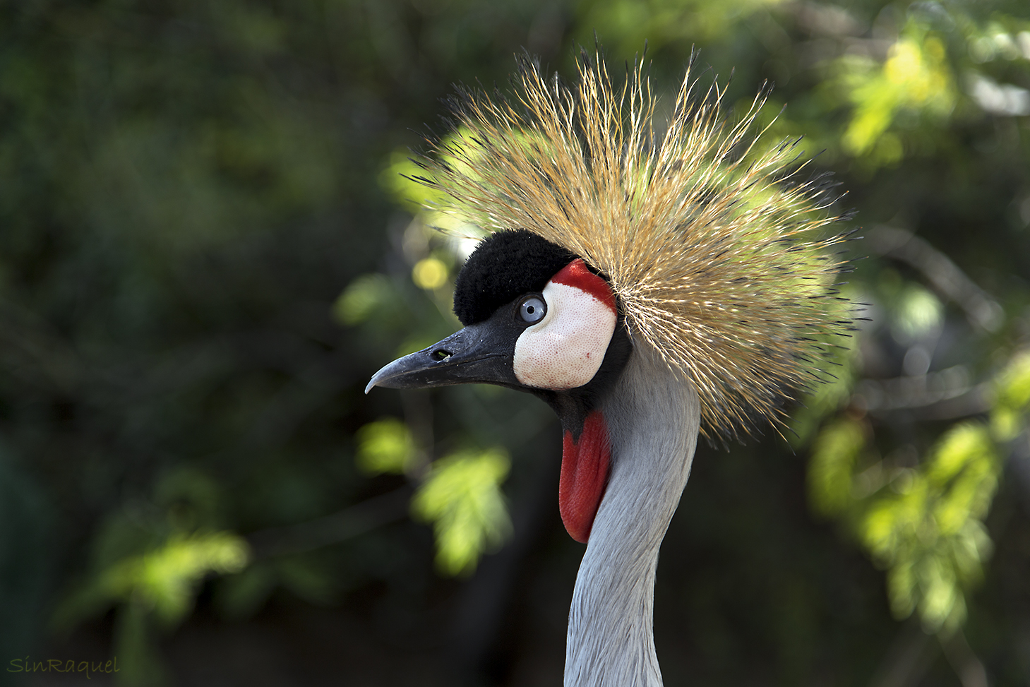 Grulla Real Imagen & Foto | animales, animales en cautividad, color ...