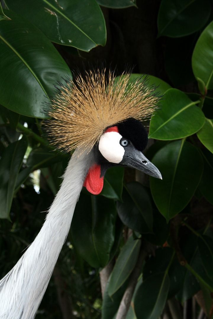 Grulla Real gris Imagen & Foto | naturaleza diversa , naturaleza Fotos ...