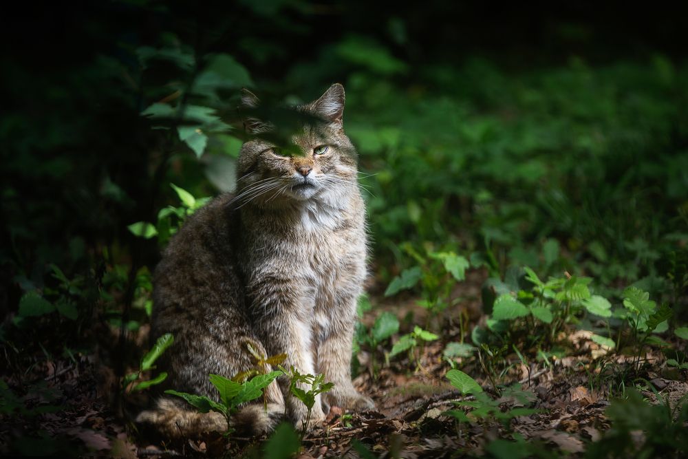 grumpy cat ... Foto & Bild | licht, natur, katzen Bilder auf fotocommunity